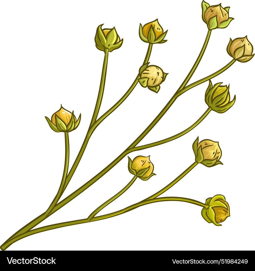 Flax branch colored detailed Royalty Free Vector Image Flax branch colored detailed Royalty Free Vector Image