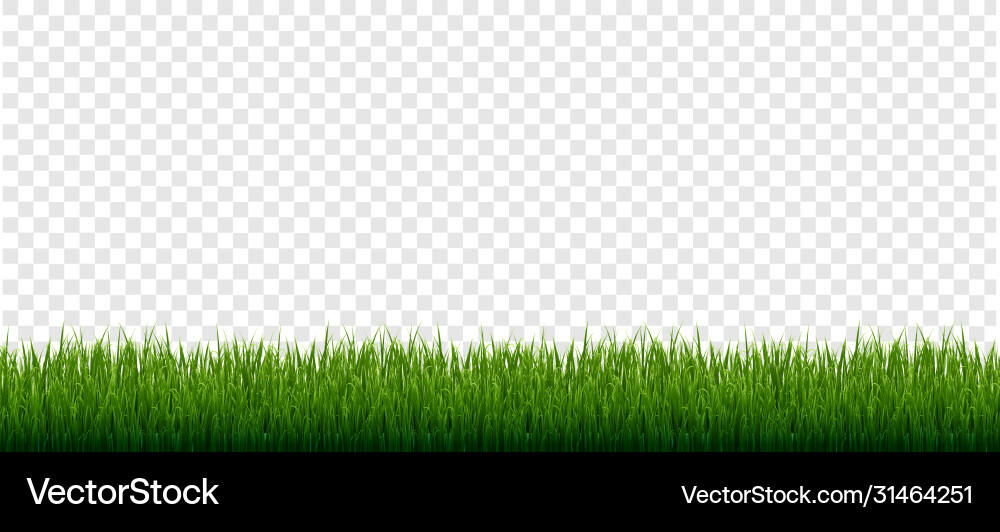 Grass border set isolated transparent background Vector Image
