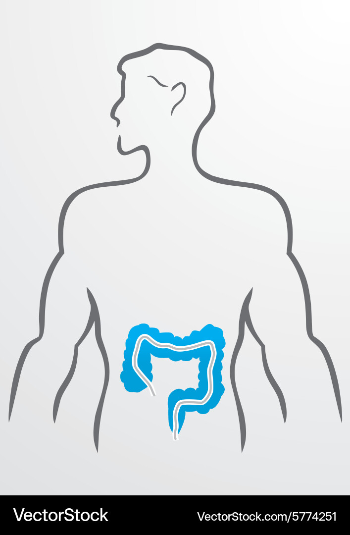 Intestines and human body Royalty Free Vector Image