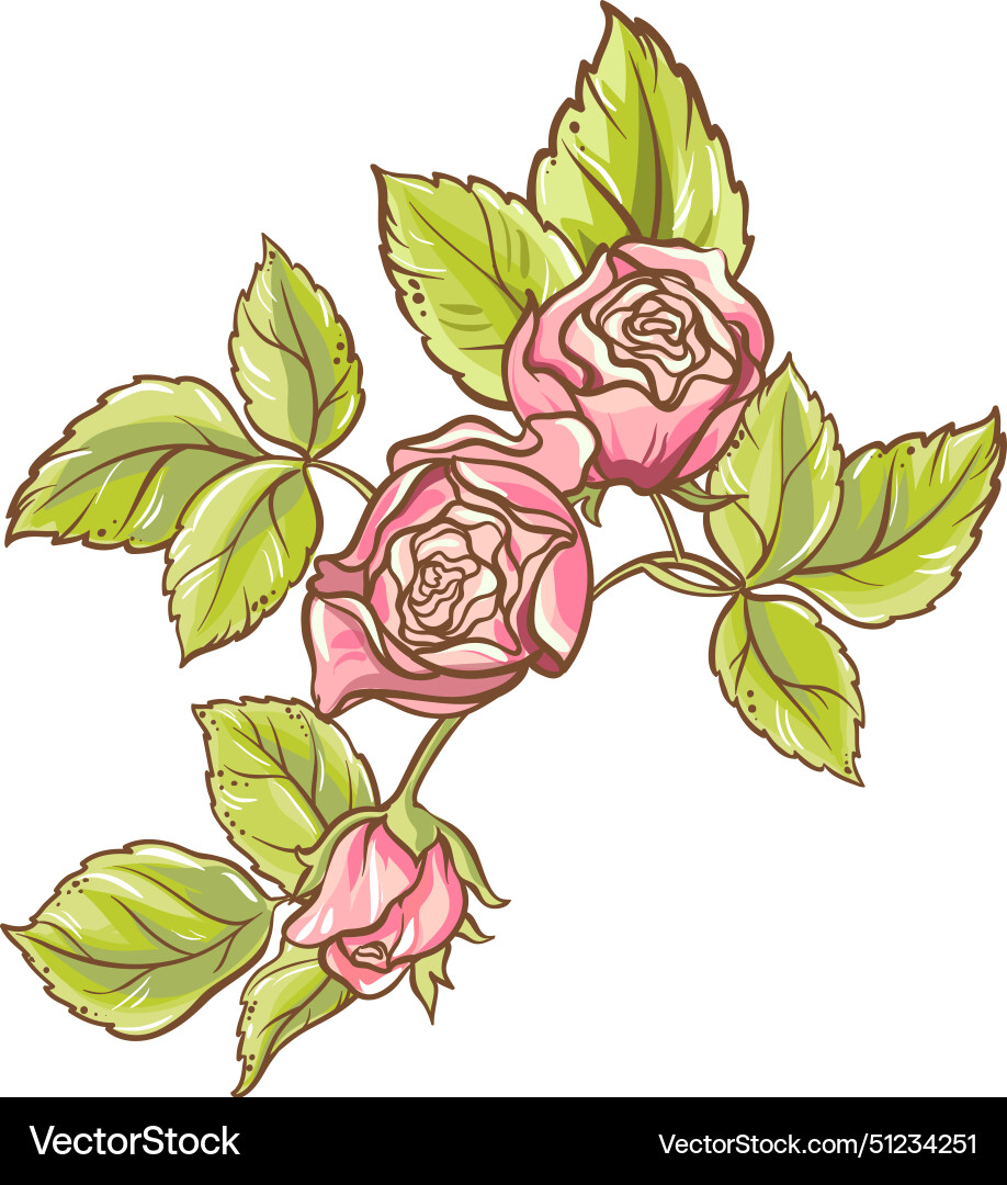 Rose branch colored detailed Royalty Free Vector Image