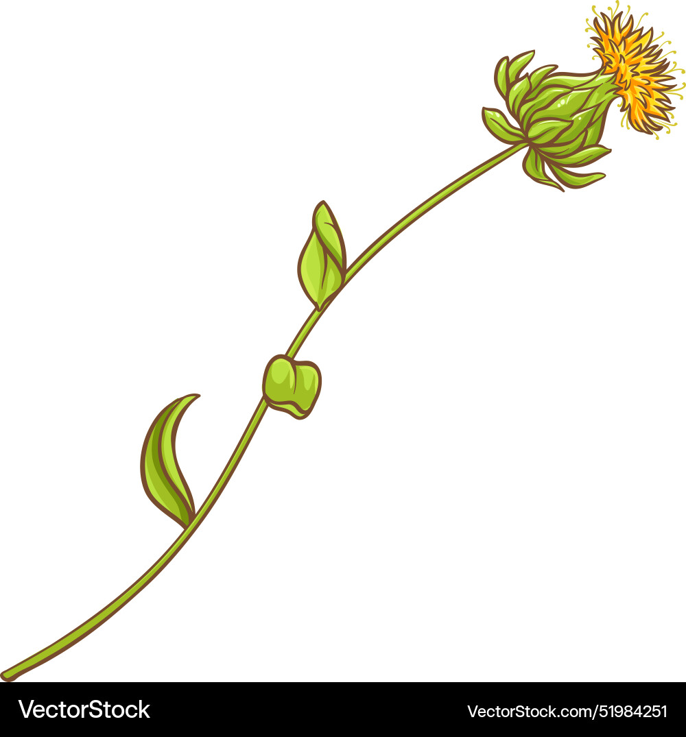 Safflower plant colored detailed Royalty Free Vector Image