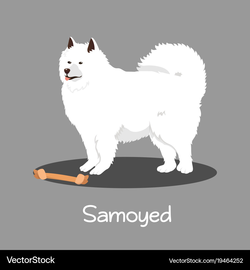 An depicting samoyed dog cartoon Royalty Free Vector Image