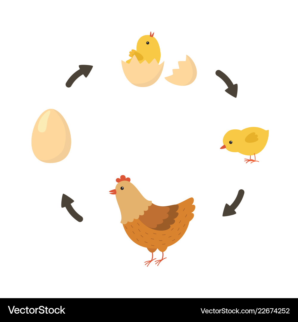 Life cycle of the chicken Royalty Free Vector Image