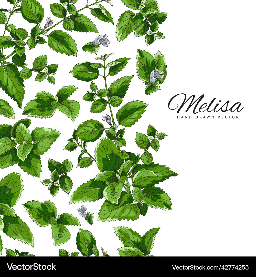 Green branch leaf of melissa background for text Vector Image