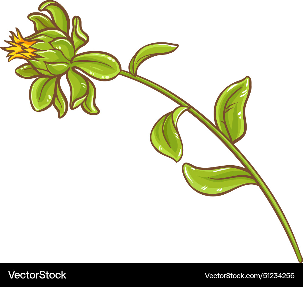 Safflower plant colored detailed Royalty Free Vector Image
