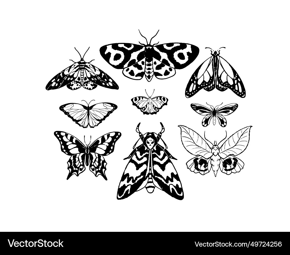 Various butterfly moth species with patterned Vector Image