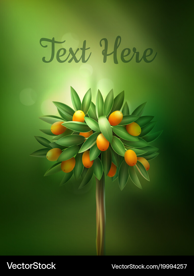 Citrus Tree on Green Background Royalty Free Vector Image