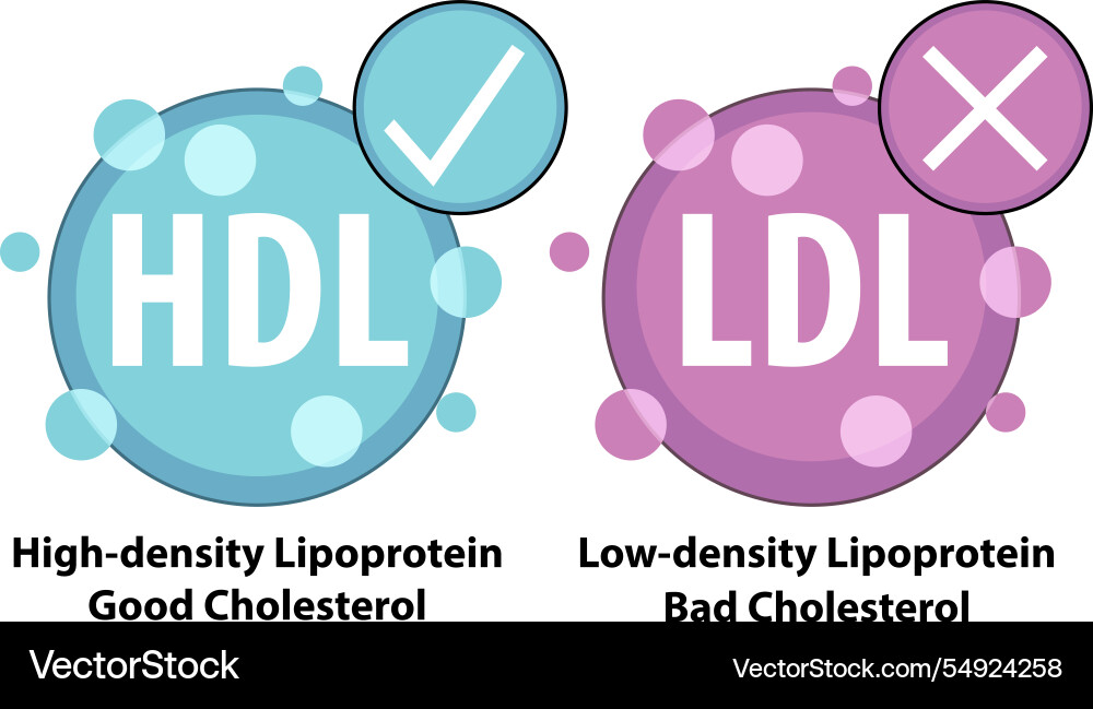 Good and bad cholesterol types Royalty Free Vector Image
