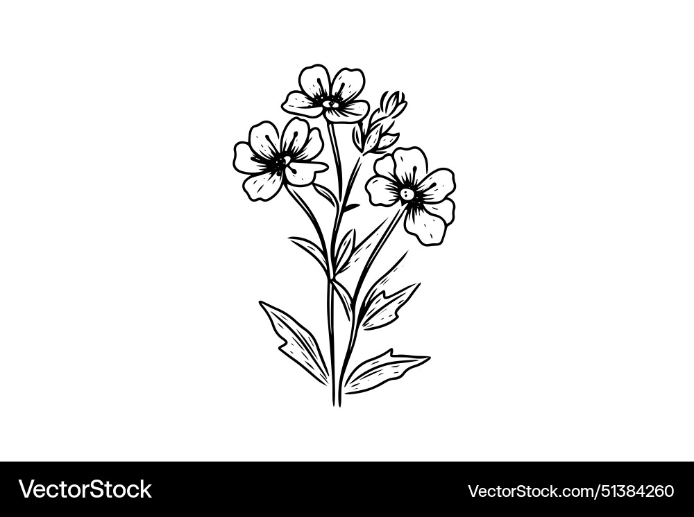 Hand drawn ink sketch of meadow wild flower Vector Image