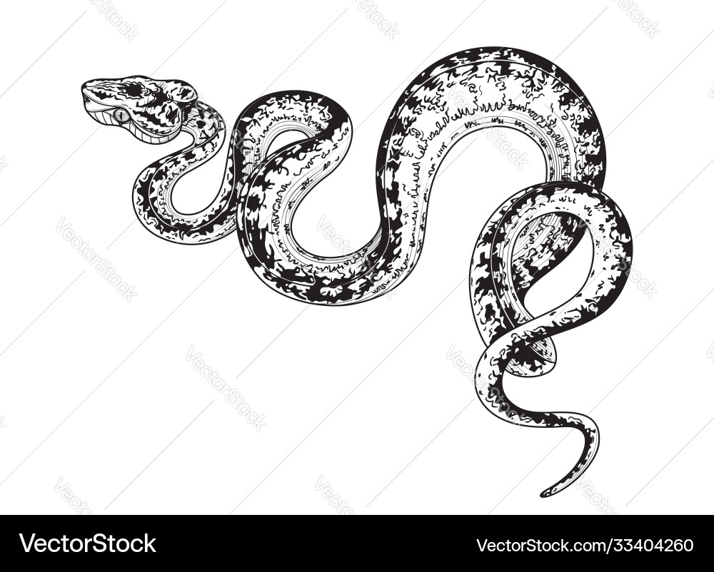 Spotted Snake - Monochrome Art Royalty Free Vector Image