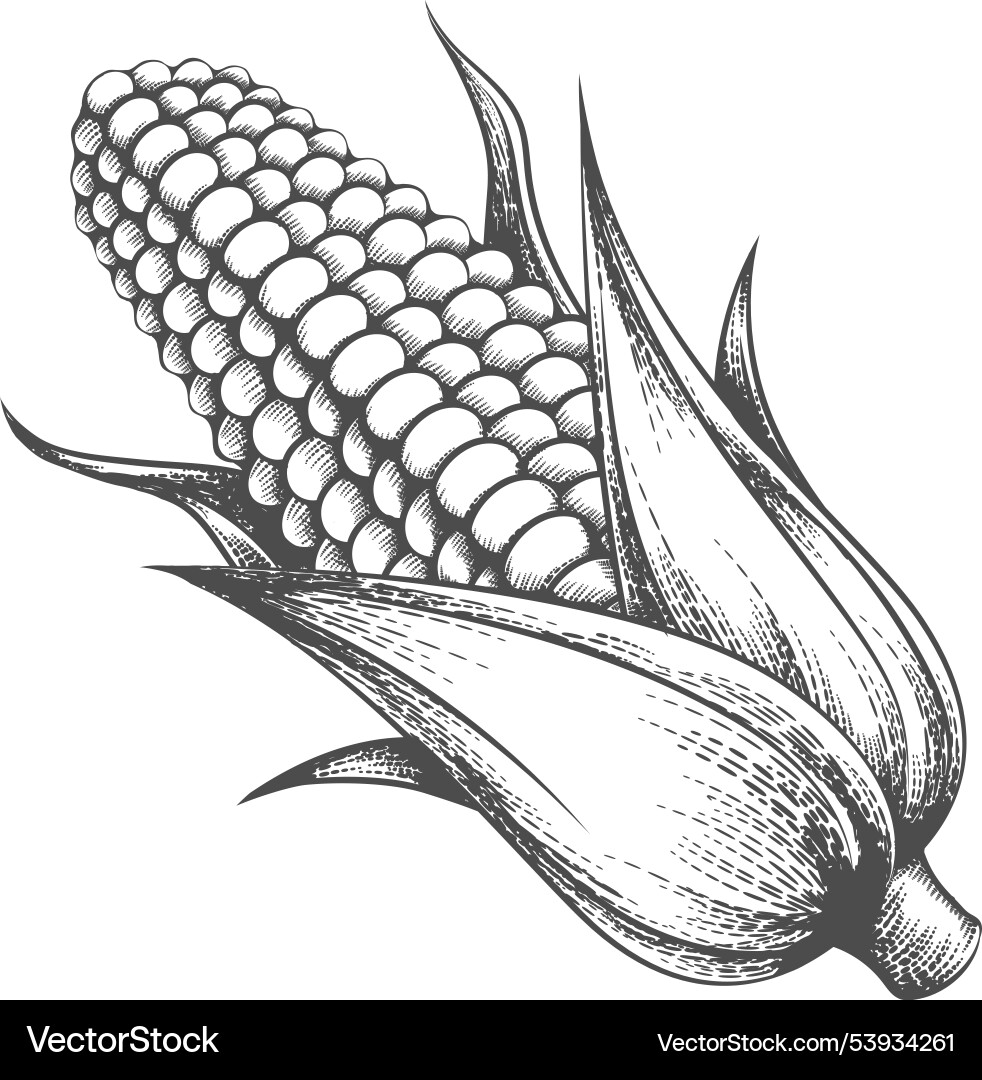 Corns etching on white Royalty Free Vector Image