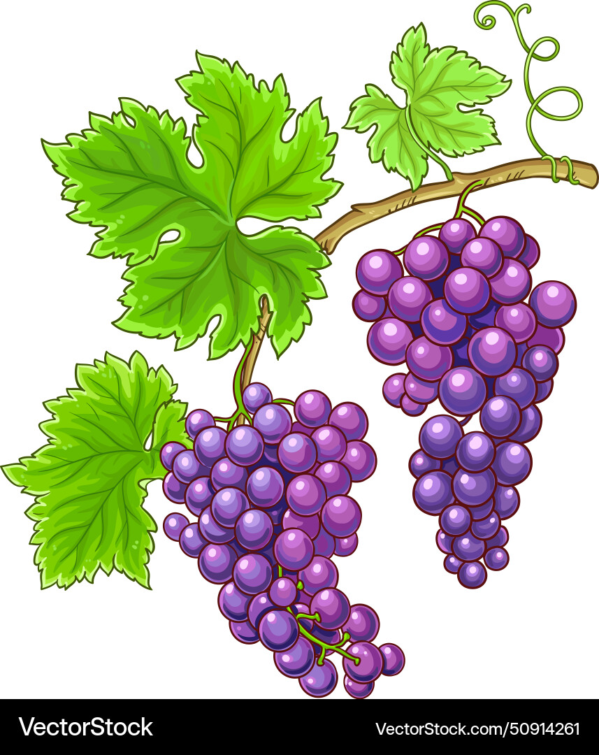 Grapes branch colored detailed Royalty Free Vector Image