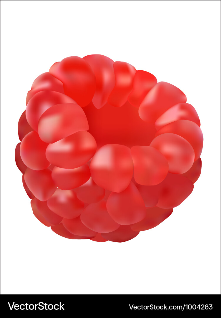 Delicious Raspberry Fruit Royalty Free Vector Image
