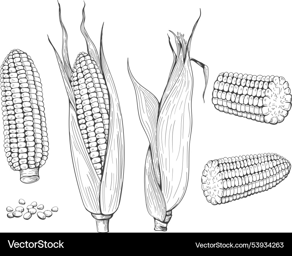 Hand drawn corn sketch Royalty Free Vector Image