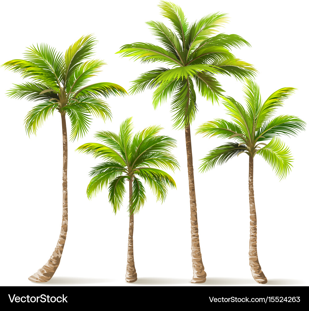 Palm trees set Royalty Free Vector Image - VectorStock