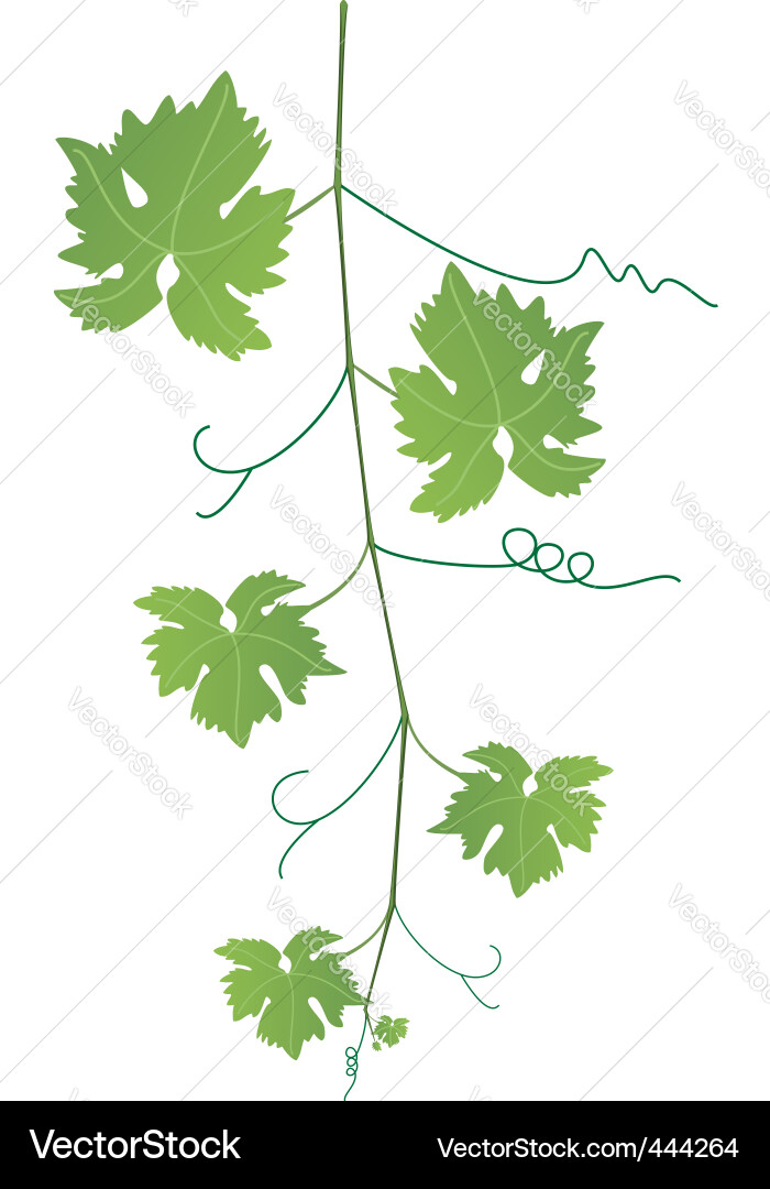 Grape vine Royalty Free Vector Image - VectorStock