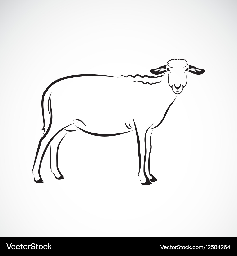 Sheep on white background Royalty Free Vector Image