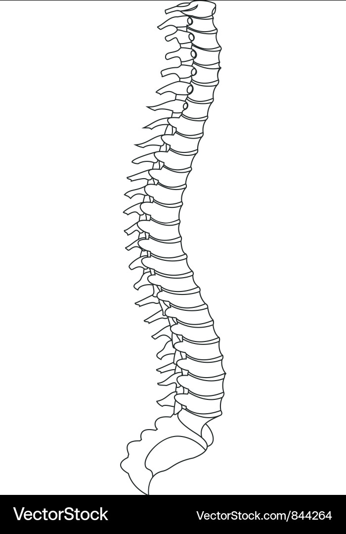 Spine Royalty Free Vector Image - VectorStock