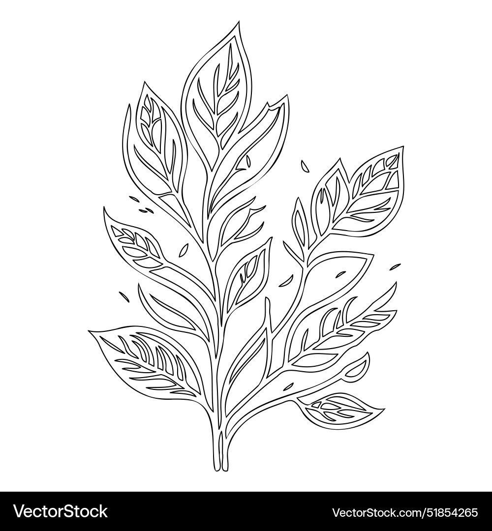 Ash leaf floral outline sketch Royalty Free Vector Image