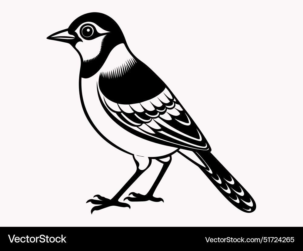 Jay bird on white Royalty Free Vector Image - VectorStock