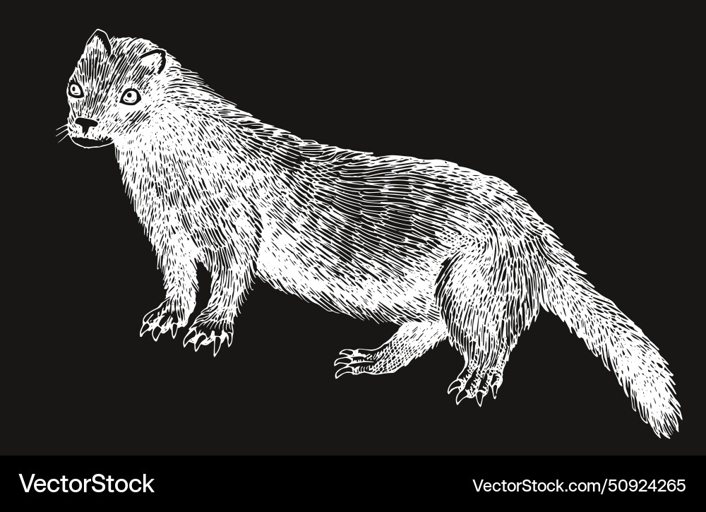 Sea mink extinct animal sketch Royalty Free Vector Image