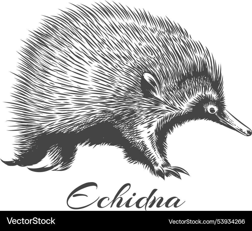 Hand drawn echidna sketch Royalty Free Vector Image