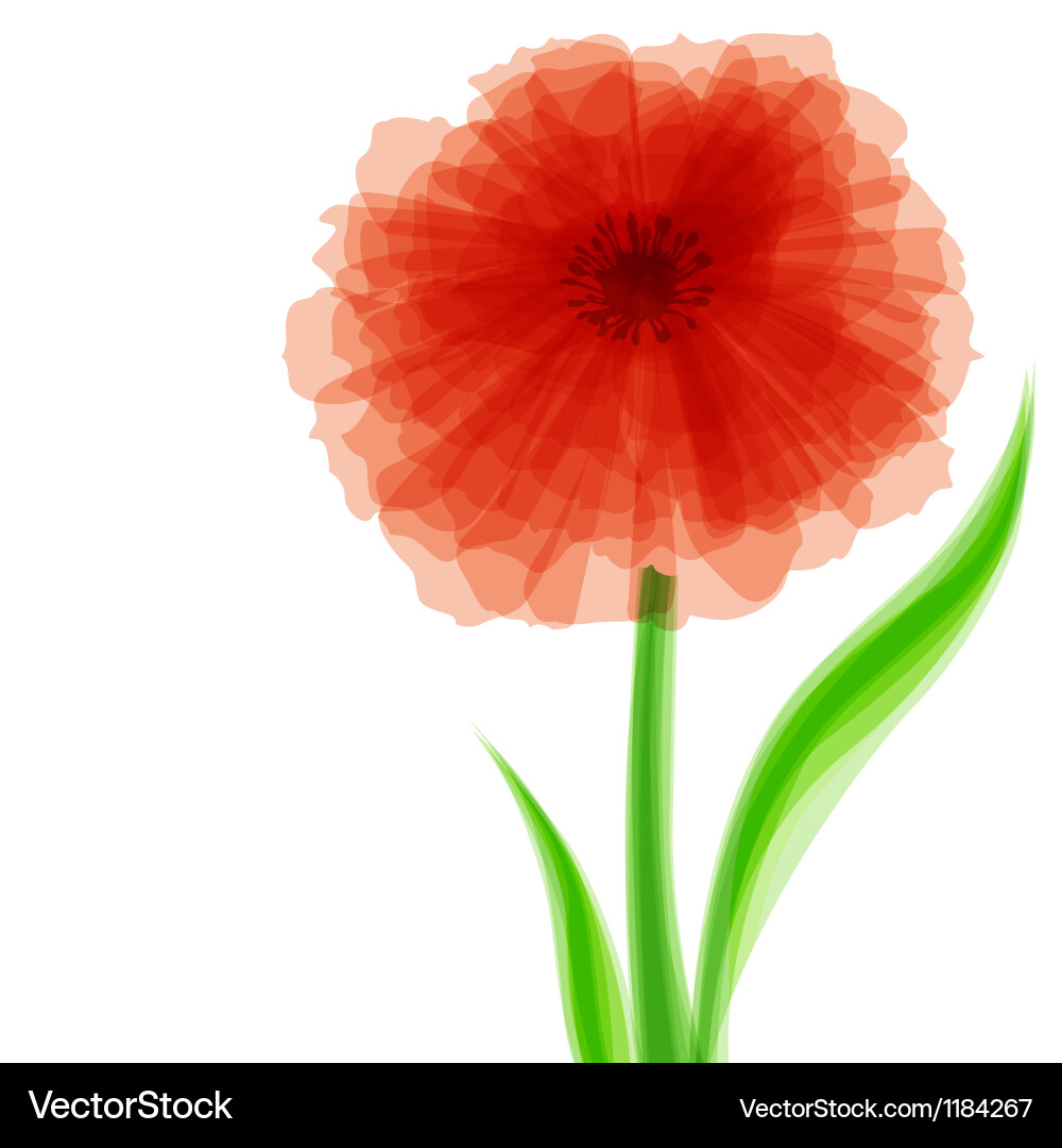 Red transparent flower Royalty Free Vector Image