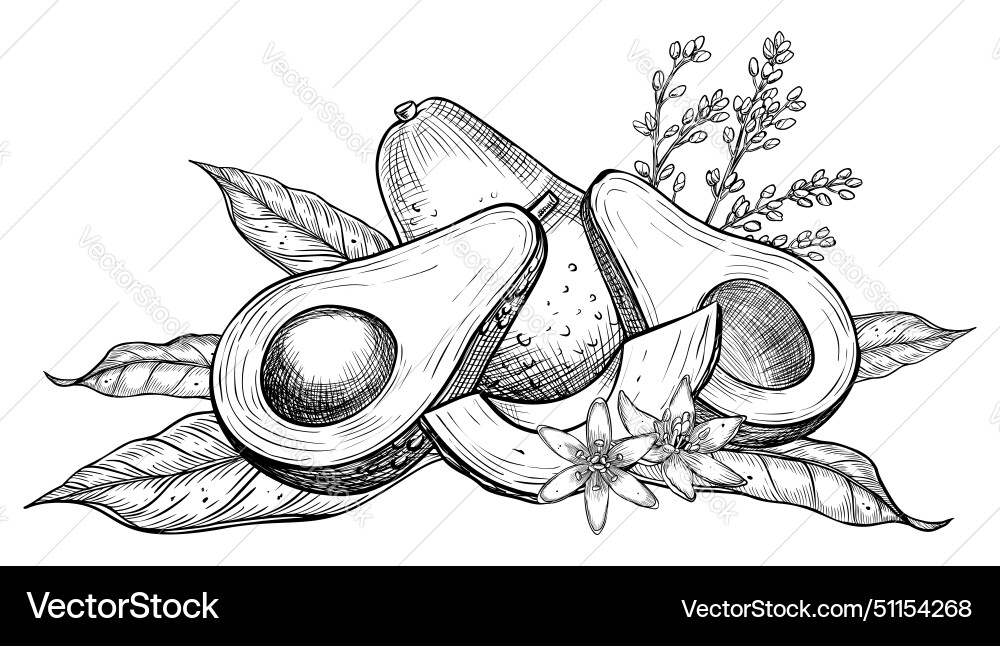 Avocado botanical drawing Royalty Free Vector Image