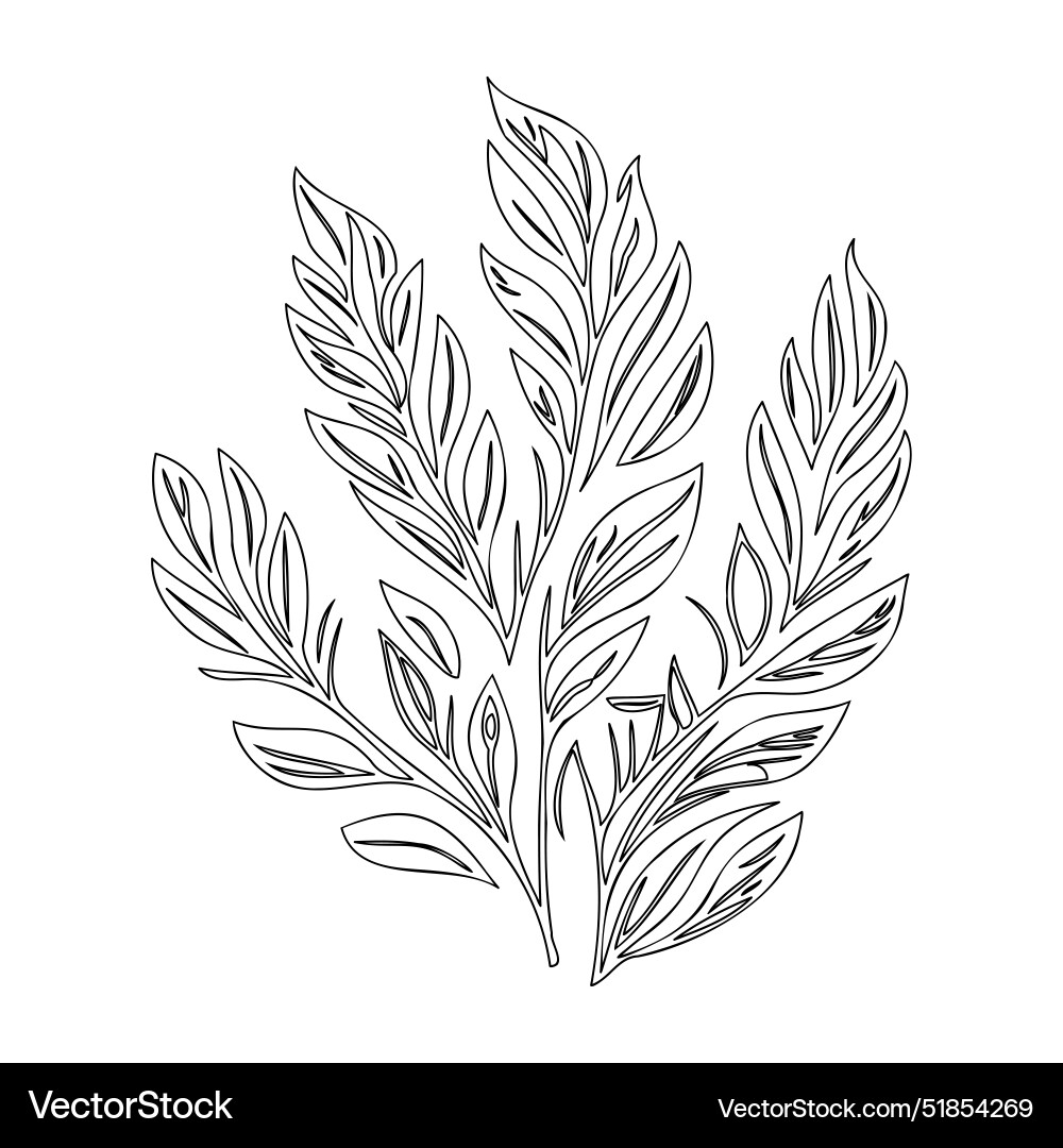Ash leaf floral outline sketch Royalty Free Vector Image