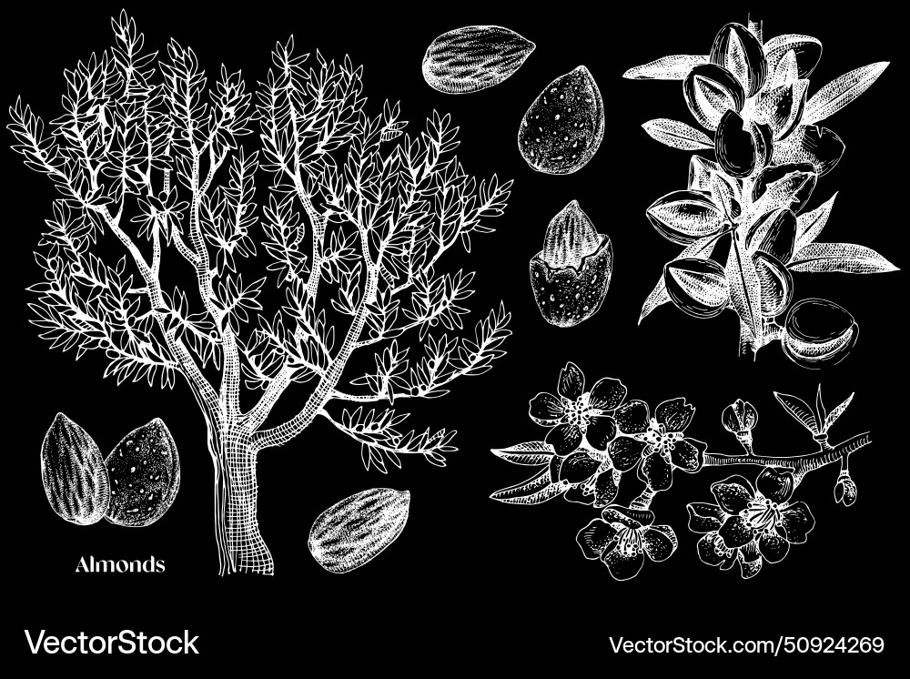 Hand drawn almonds set Royalty Free Vector Image