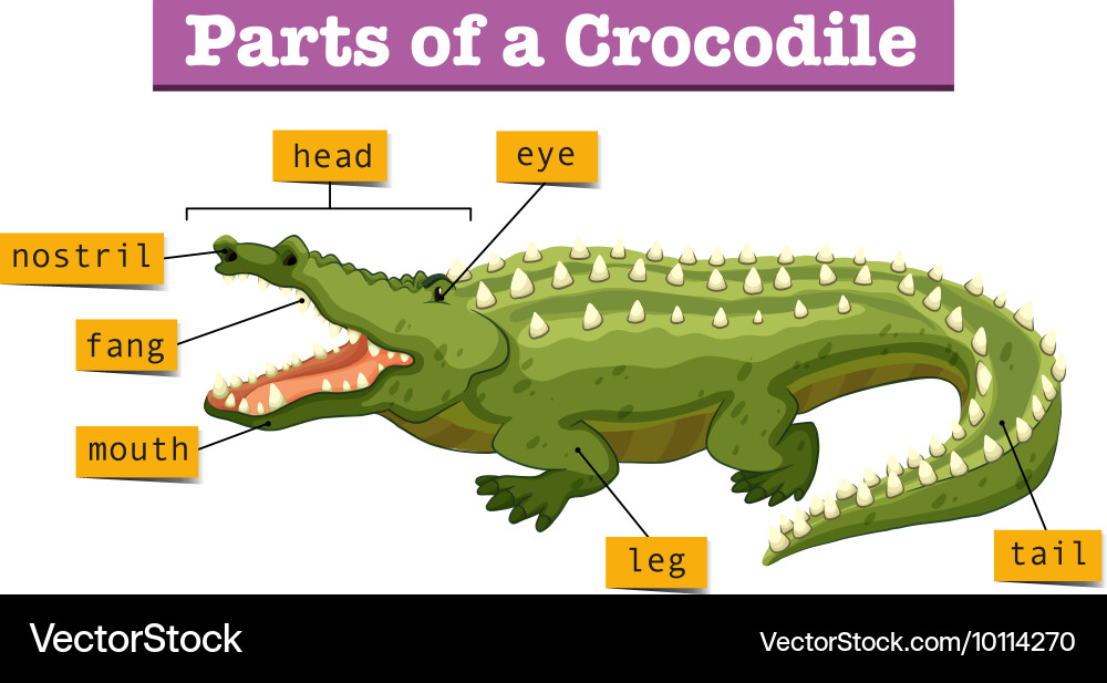 Crocodile Anatomy Diagram – Royalty-Free Vector | VectorStock