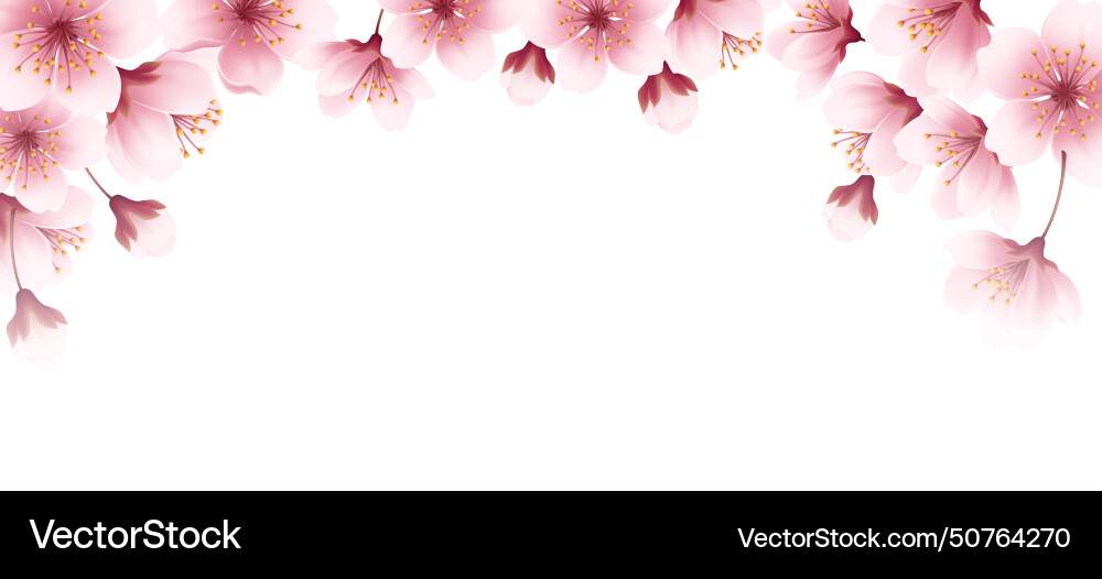 Floral spring cherry flowers blossom border Vector Image