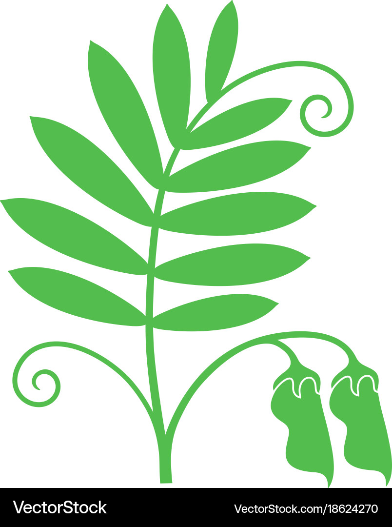 Lentil Royalty Free Vector Image - VectorStock