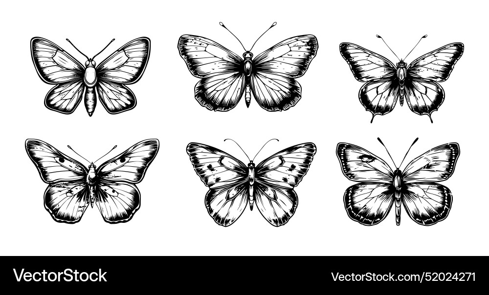 Beautiful butterfly set sketch Royalty Free Vector Image