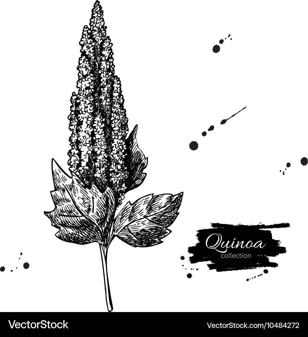 Quinoa superfood drawing isolated hand Royalty Free Vector