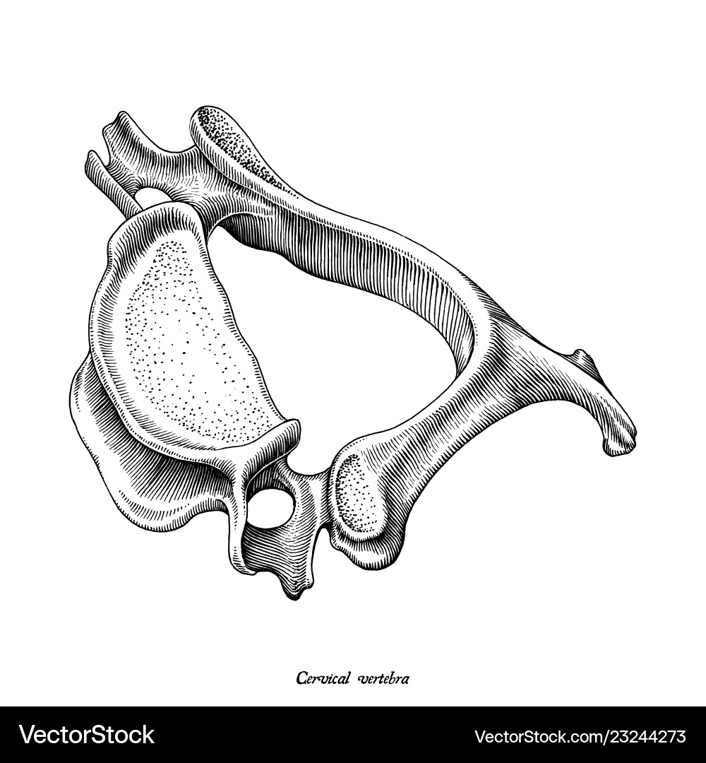 Cervical vertebra human anatomy superior lateral Vector Image