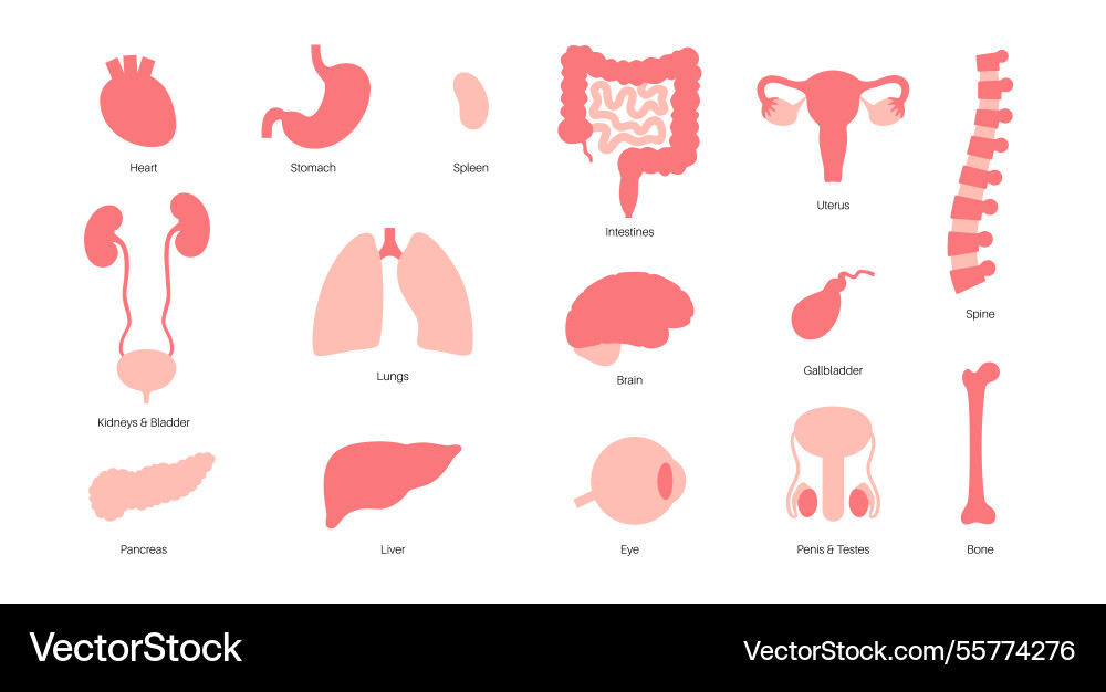 Human internal organs Royalty Free Vector Image