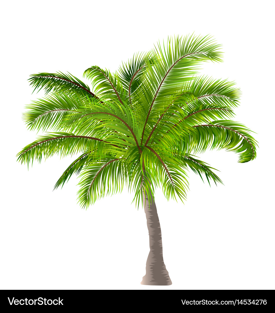 Realistic palm tree isolated on white background Vector Image