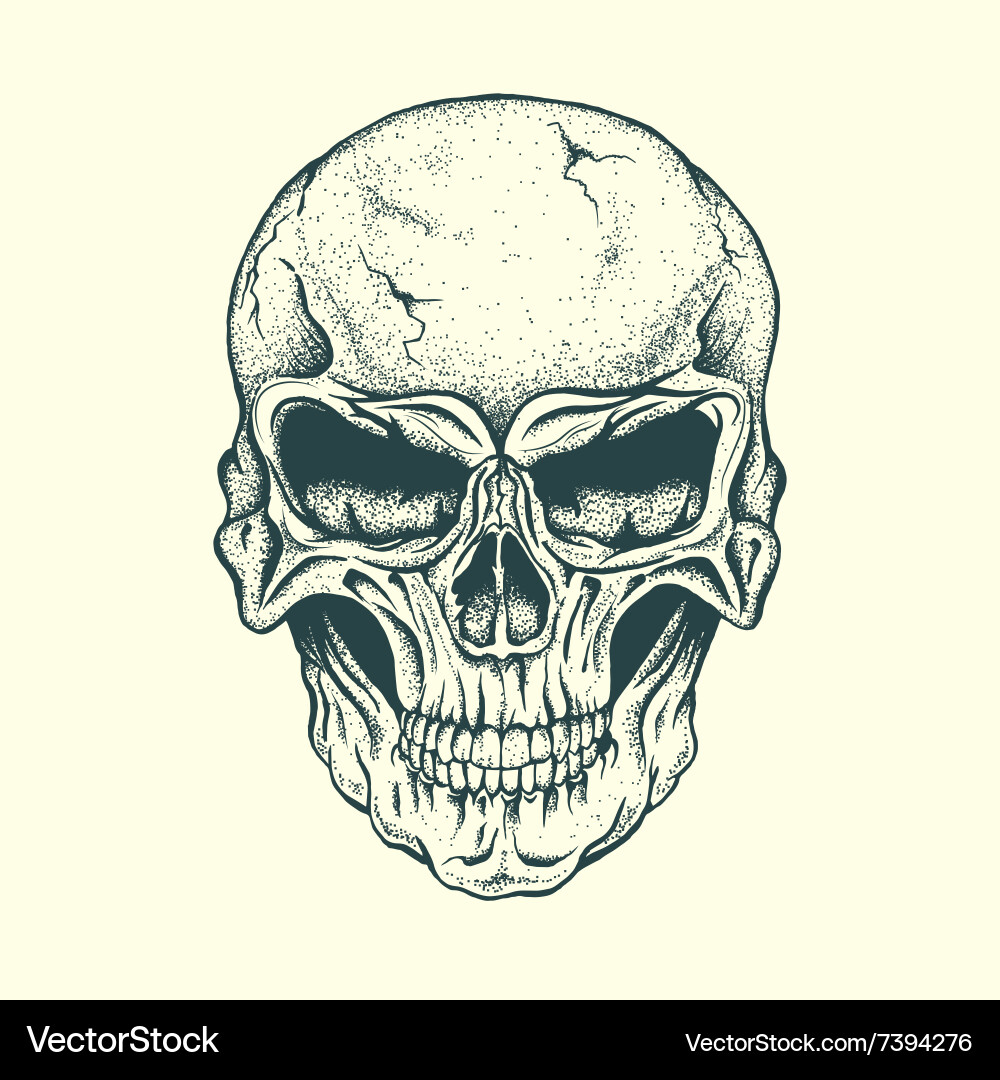 Skull of human Royalty Free Vector Image - VectorStock