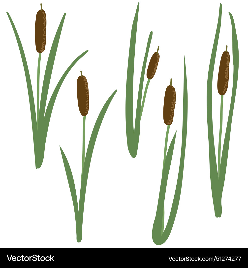 Drawing wild plants lesser bulrush Royalty Free Vector Image