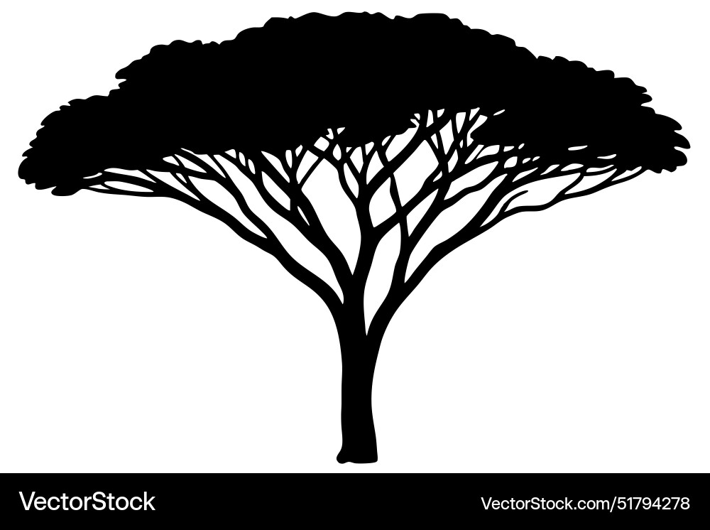 Acacia tree silhouette g Royalty Free Vector Image