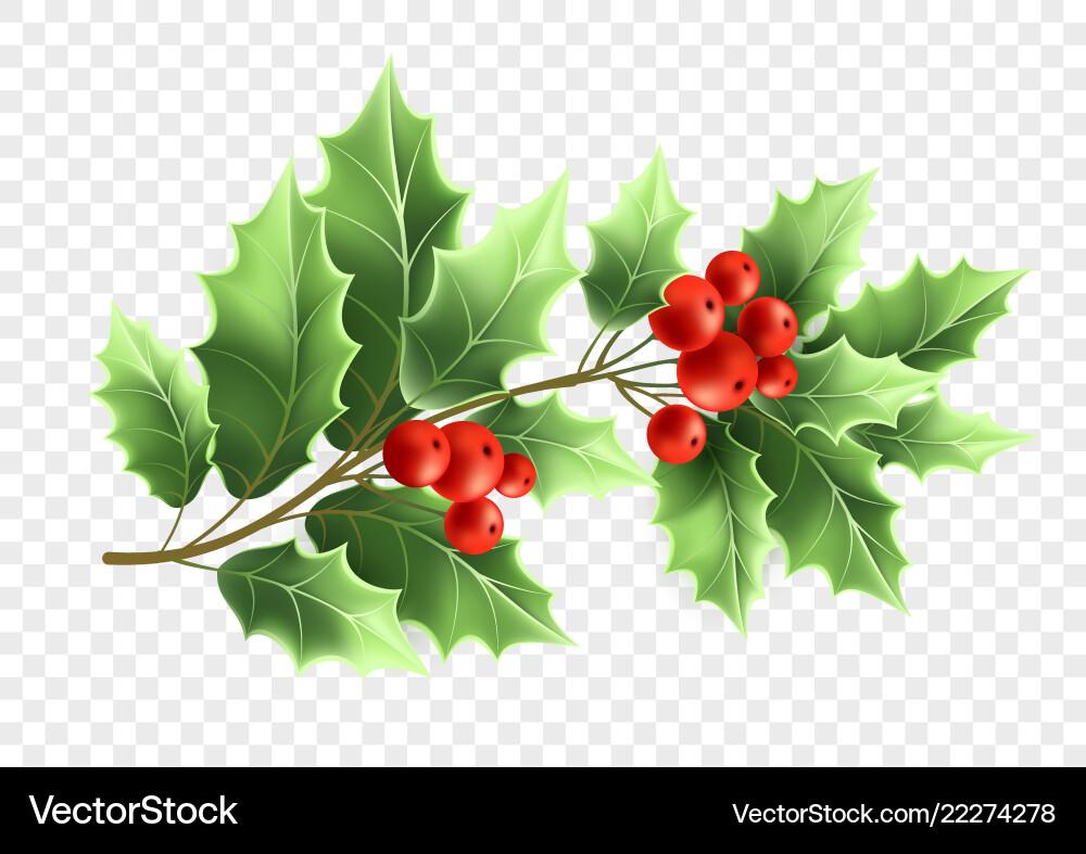 Christmas holly tree branch realistic Royalty Free Vector