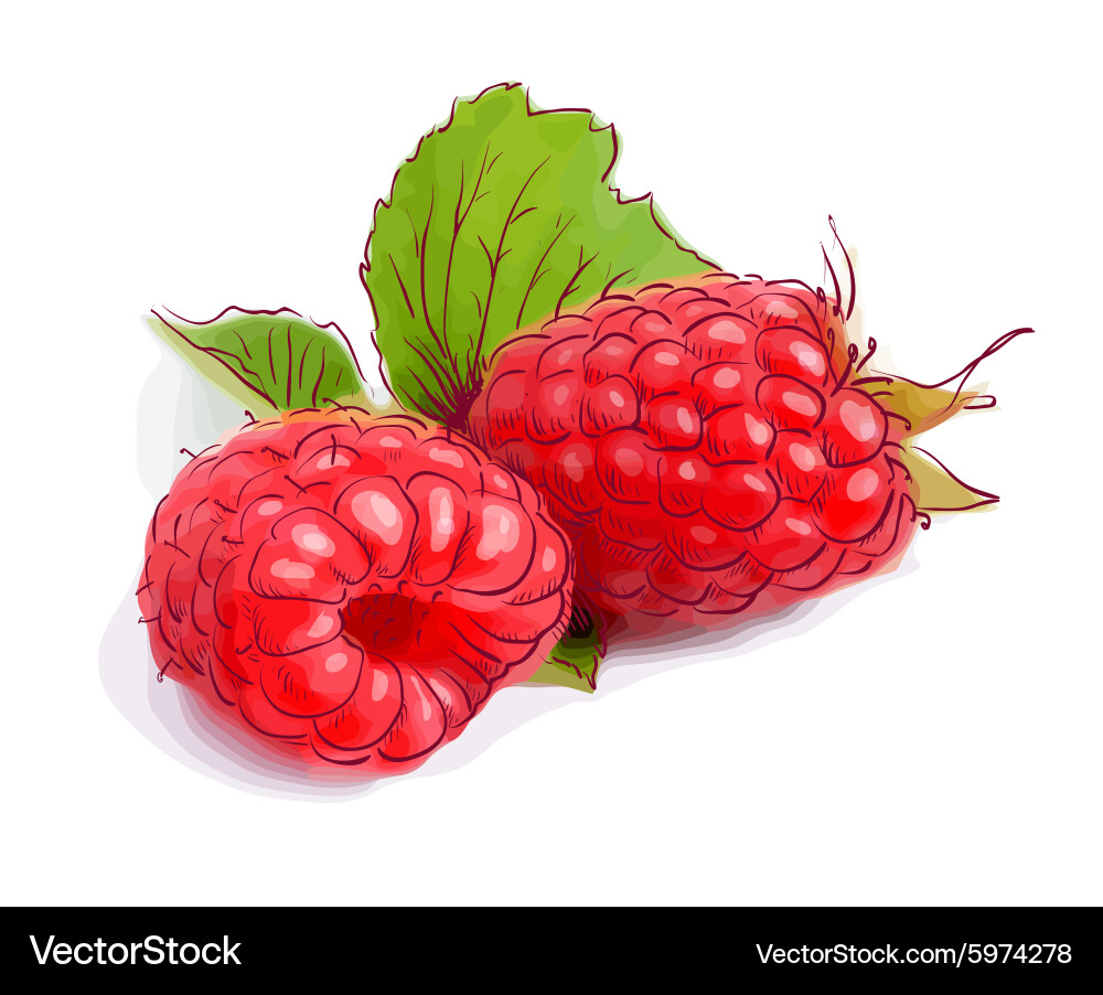 Fresh Raspberries Royalty Free Vector Image - VectorStock