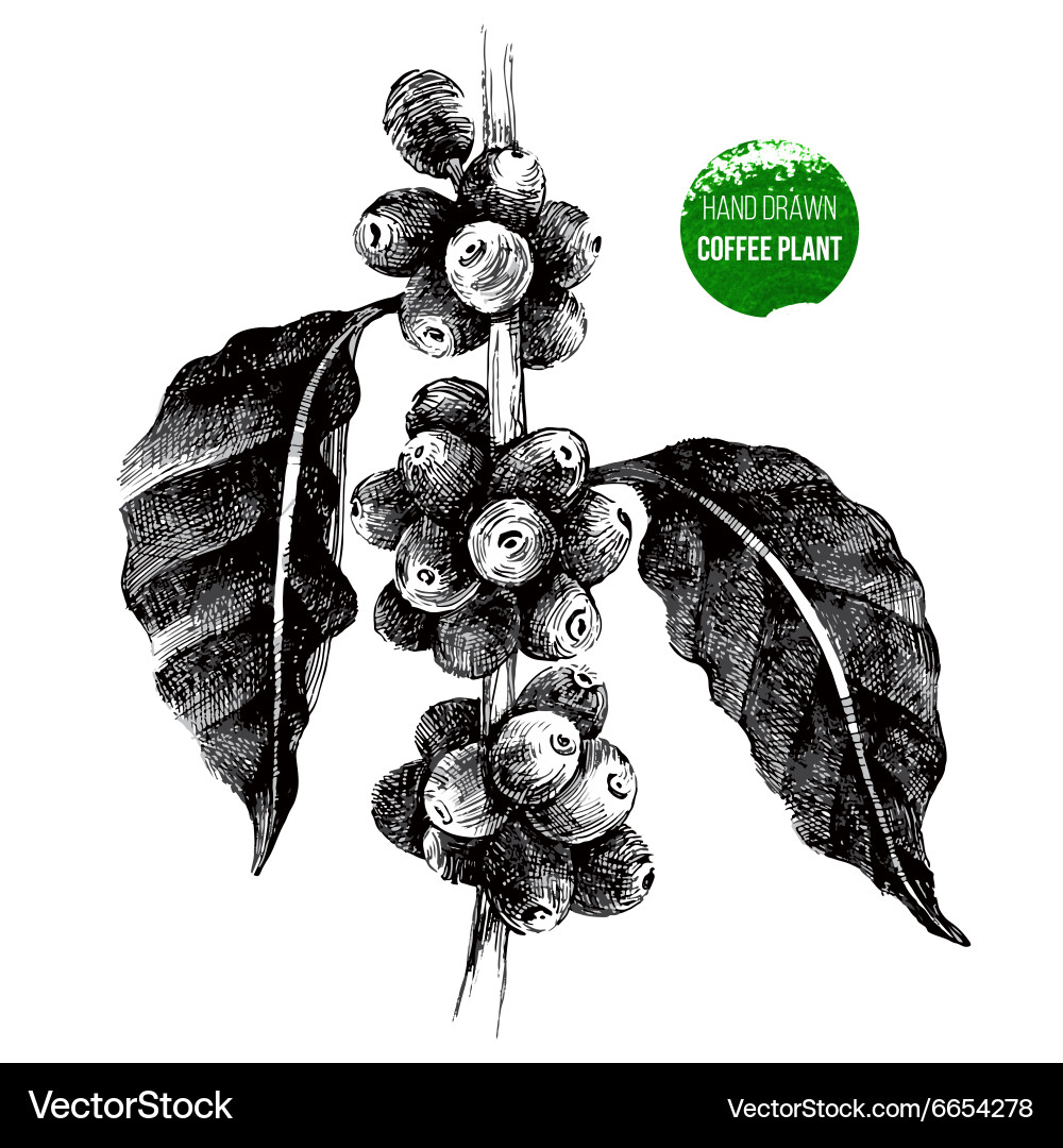 Hand drawn coffee tree branch Royalty Free Vector Image