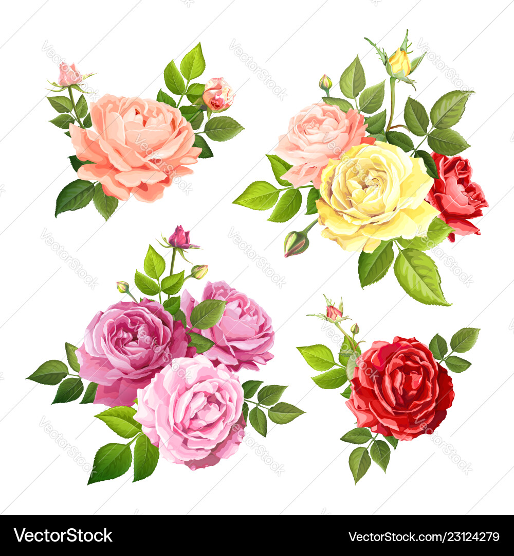 Lovely rose flower Royalty Free Vector Image - VectorStock