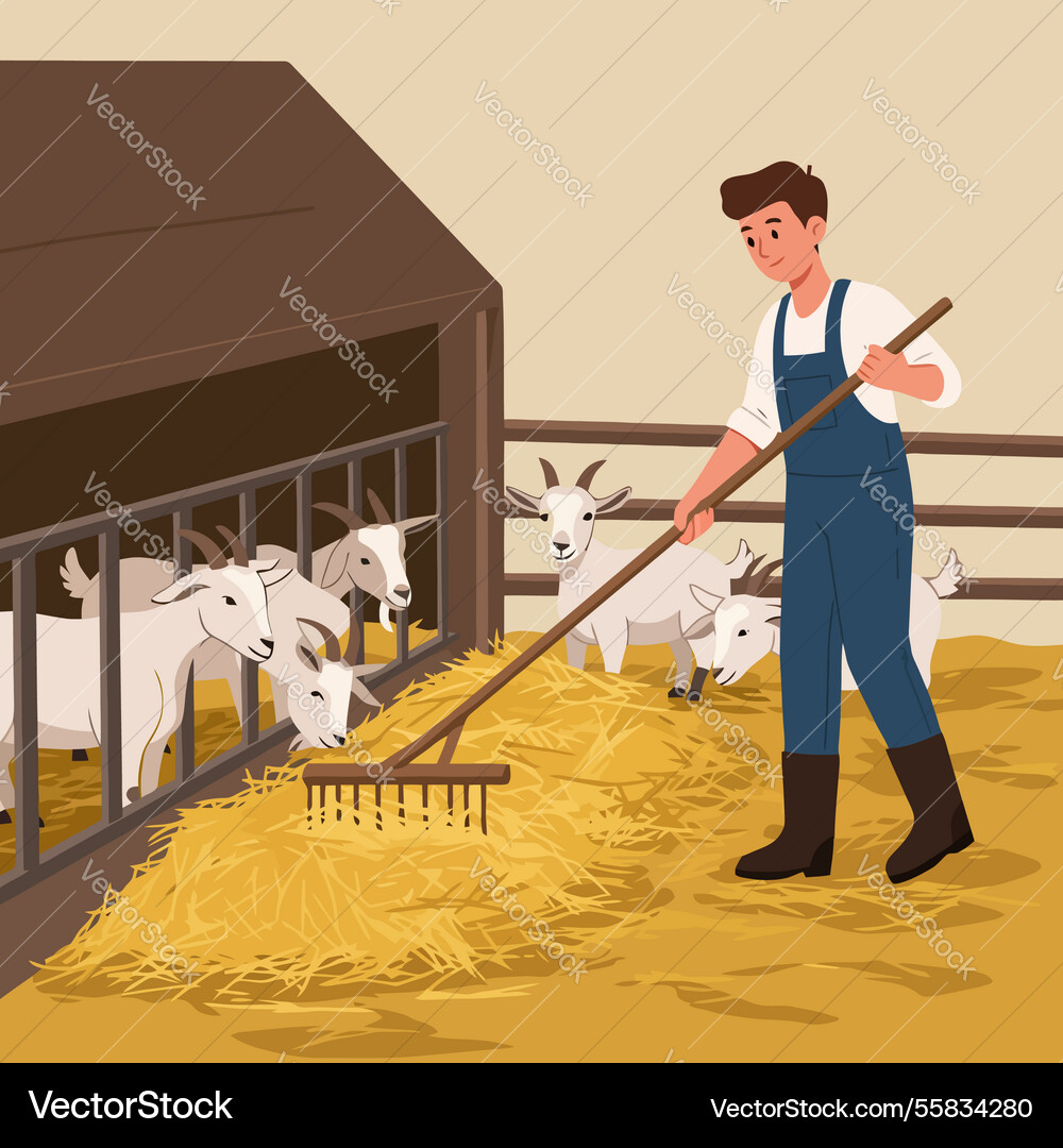 Farmer raking straw bedding for goats inside Vector Image