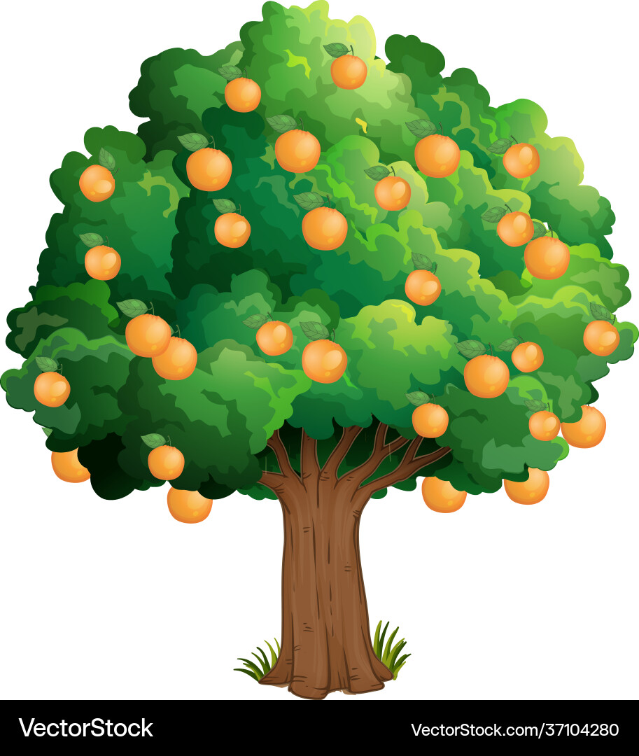 Orange tree isolated on white background Vector Image