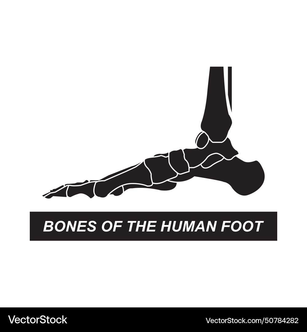 Human leg bones icon Royalty Free Vector Image