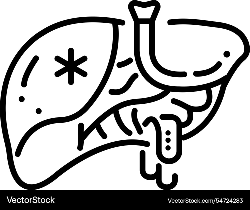 Liver Royalty Free Vector Image - VectorStock