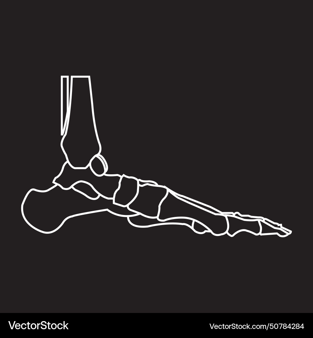 Human leg bones icon Royalty Free Vector Image